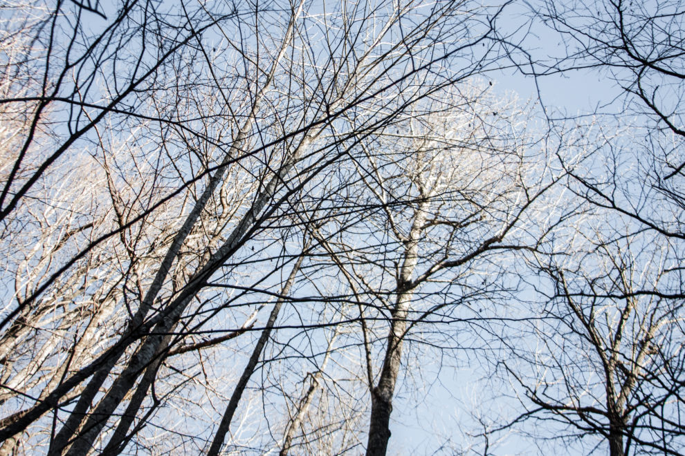 NC Black Mountains: Celo Hike — RG Daily